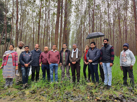 Discover Agroforestry in India (Punjab)